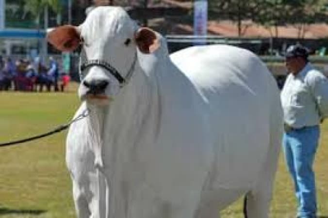 WORLD’S MOST EXPENSIVE COW SOLD FOR $4.8M IN BRAZIL - theBladeNG